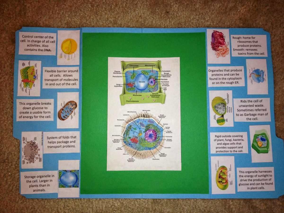 Making a Lapbook for Plant and Animal Cells - WeHaveKids