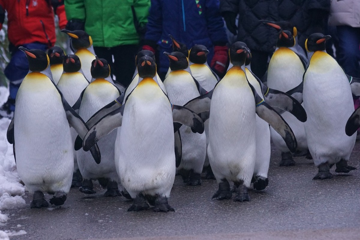 Fun Penguin Day Activities for Kids - WeHaveKids