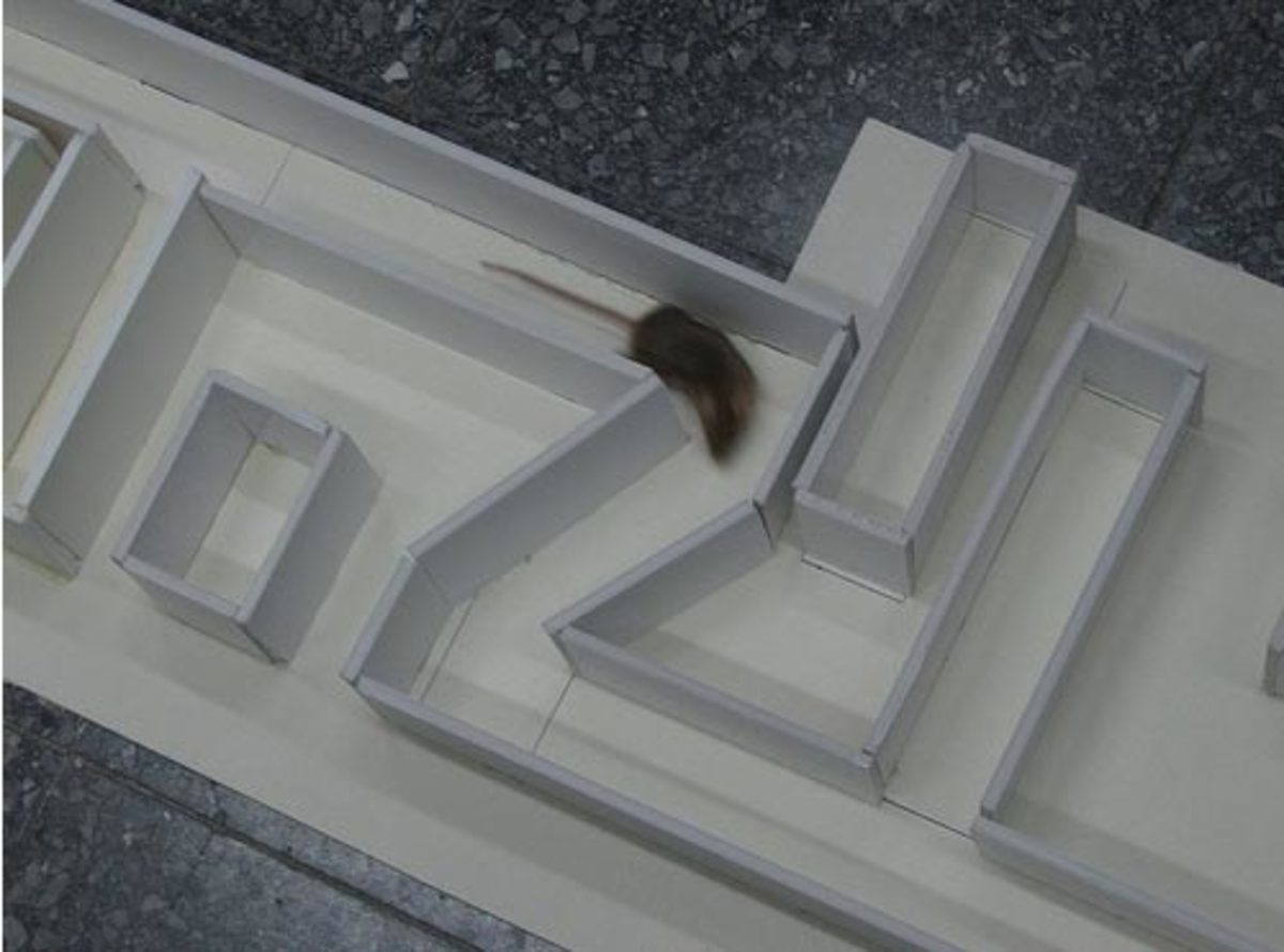 Mouse Science Project