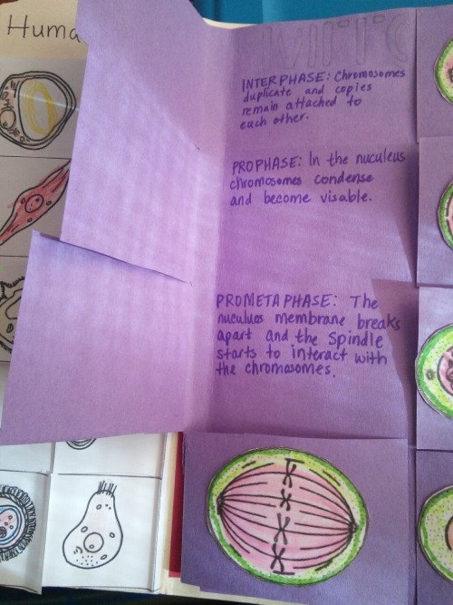 Making a Lapbook for Plant and Animal Cells - WeHaveKids