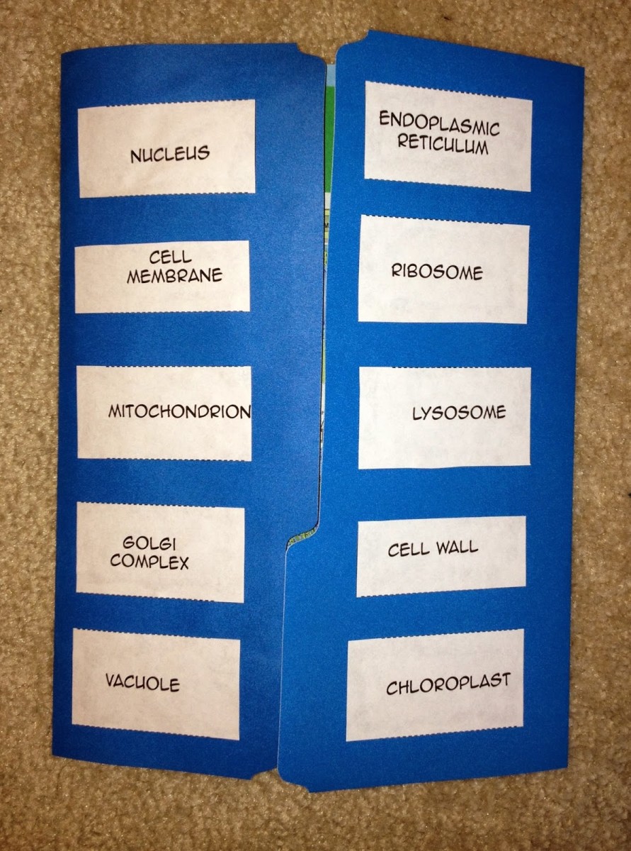 Making a Lapbook for Plant and Animal Cells - WeHaveKids