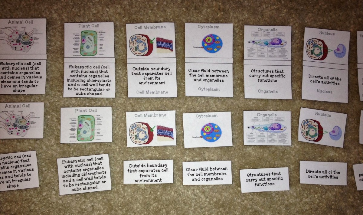 Making a Lapbook for Plant and Animal Cells - WeHaveKids