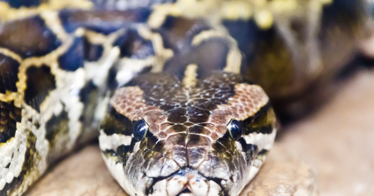 Daughter Proves She's a Natural Snake Charmer After Mom Caught Her ...