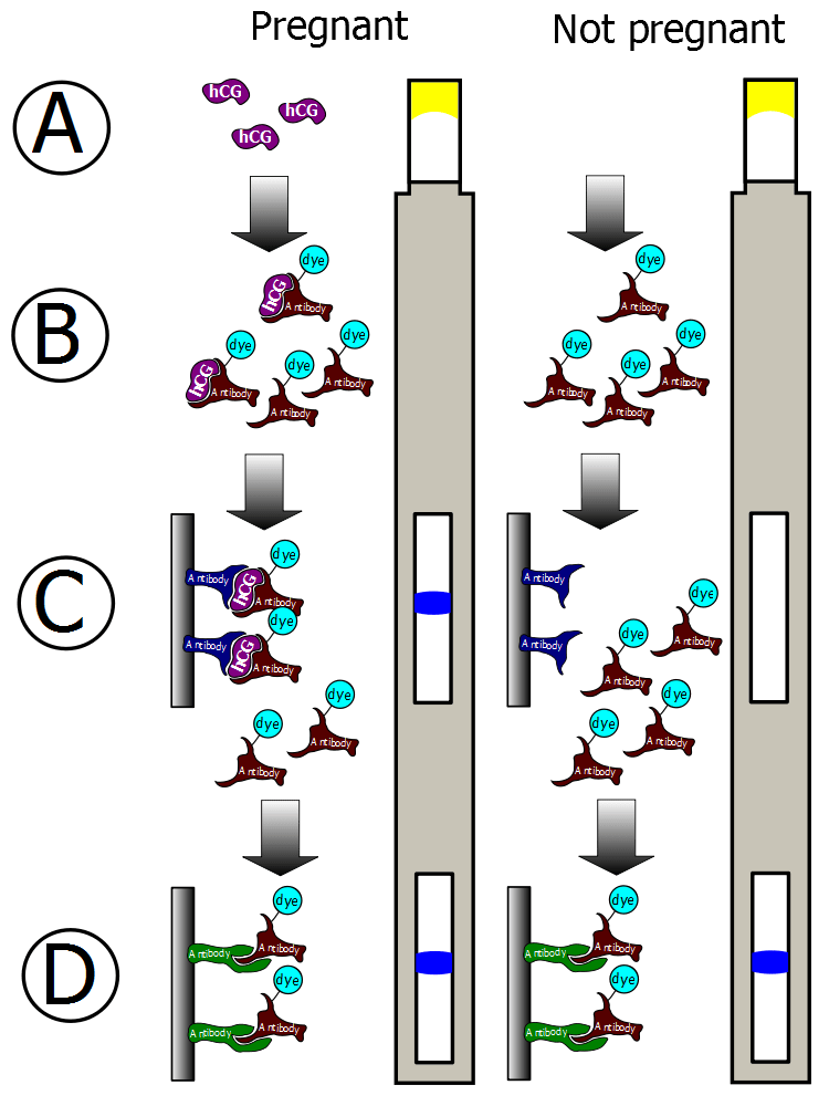 The Most Accurate Pregnancy Tests - WeHaveKids