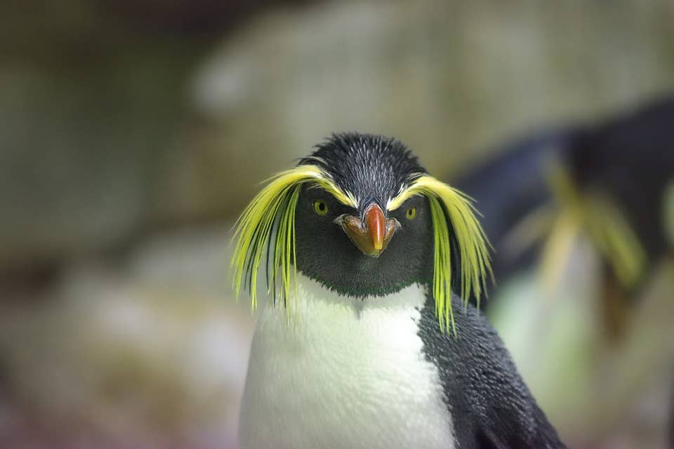 Fun Penguin Day Activities for Kids - WeHaveKids