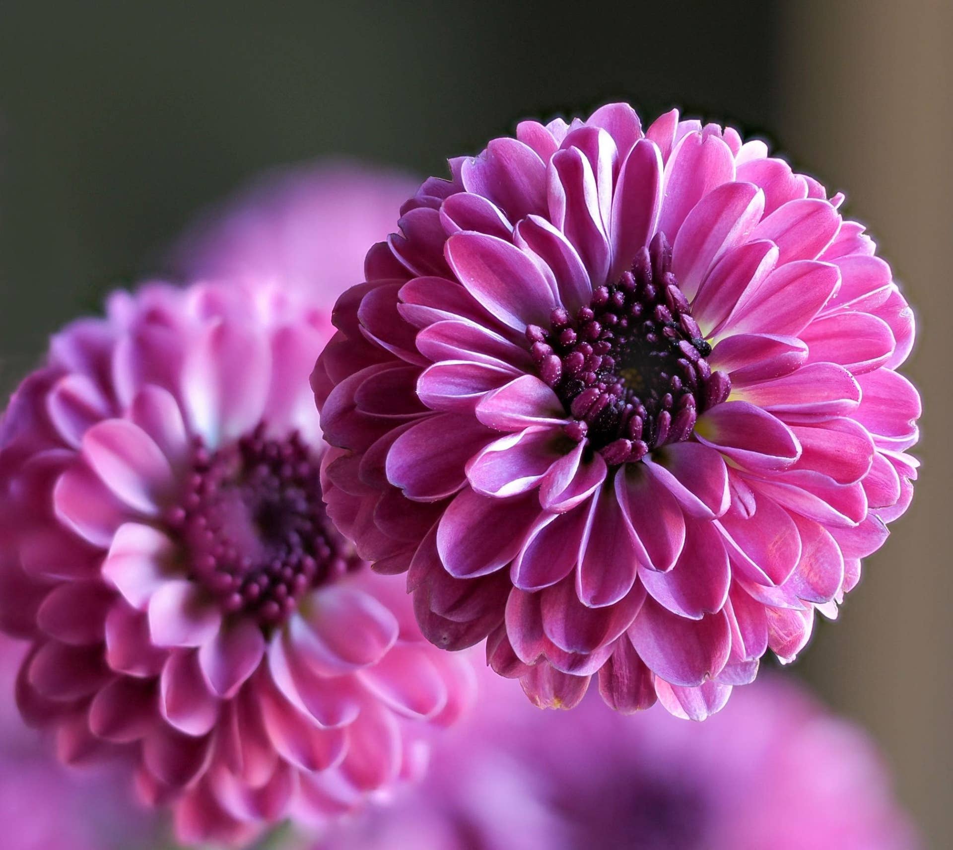 "Chrysanthemum" by Kevin Henkes: A Kids' Book About Bullying - WeHaveKids